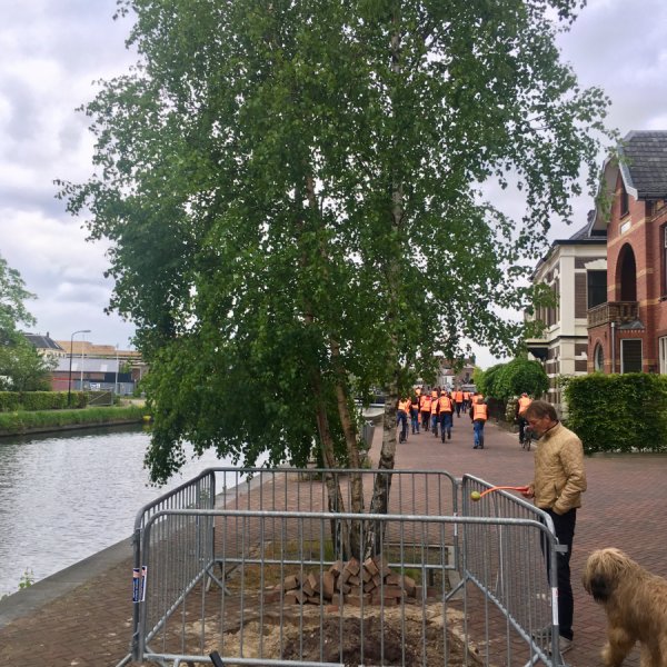 CASE: hoe wortelt een boom in boomgranulaat ECO - Heicom