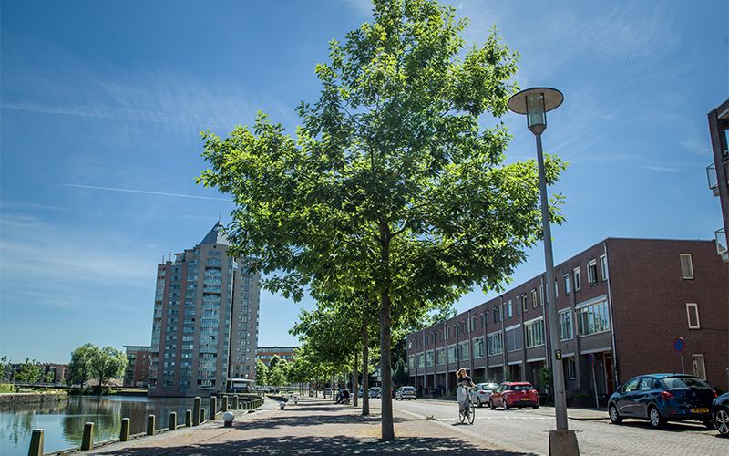 Steden - Vergroening van de omgeving - Heicom